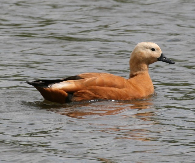 Details : Ruddy Shelduck - BirdGuides