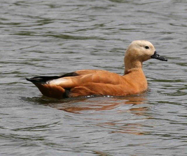 Details : Ruddy Shelduck - BirdGuides