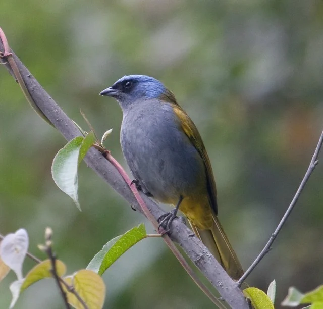 Details : Blue-capped Tanager - BirdGuides