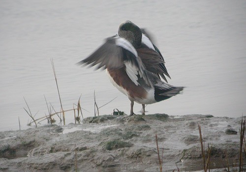 Details : American Wigeon - BirdGuides