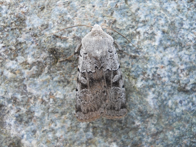 Details : Ashworth's Rustic - BirdGuides