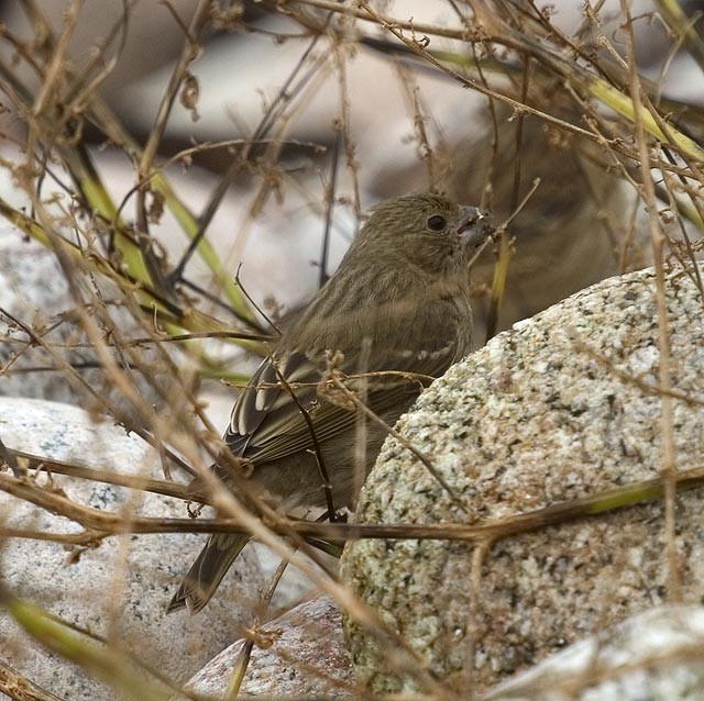 Details : Common Rosefinch - BirdGuides