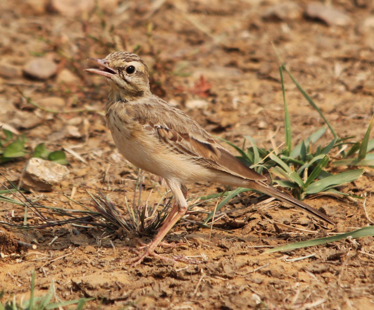 Tawny Pipit by Phil Ellis - BirdGuides