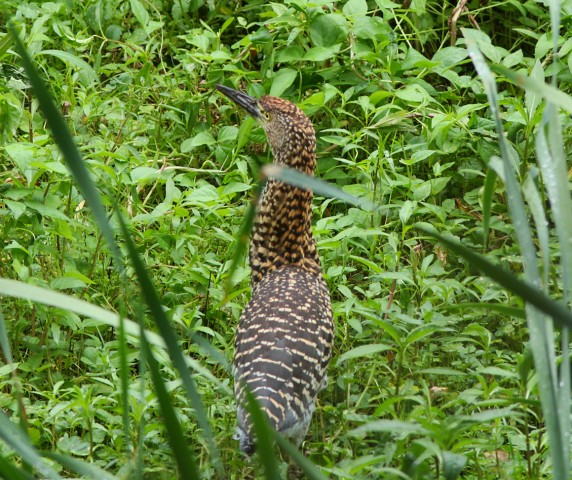 Details : Rufescent Tiger Heron - BirdGuides