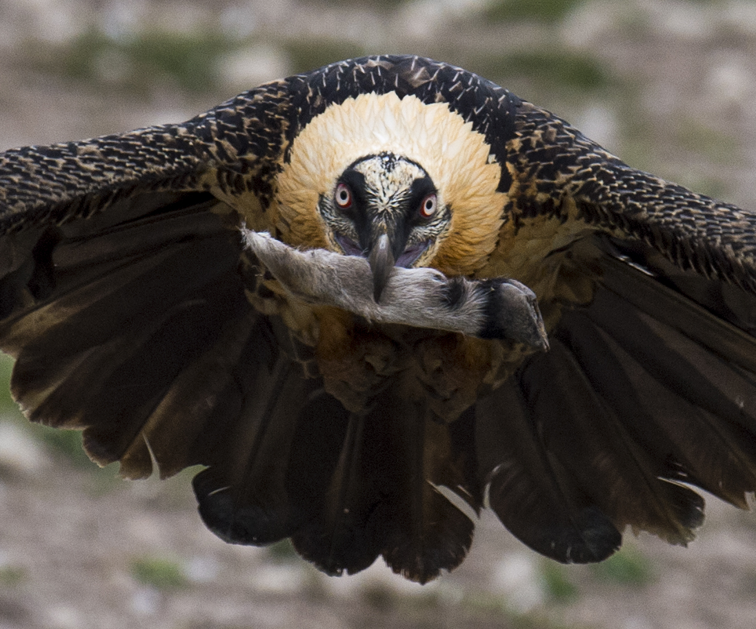 Details : Bearded Vulture - BirdGuides