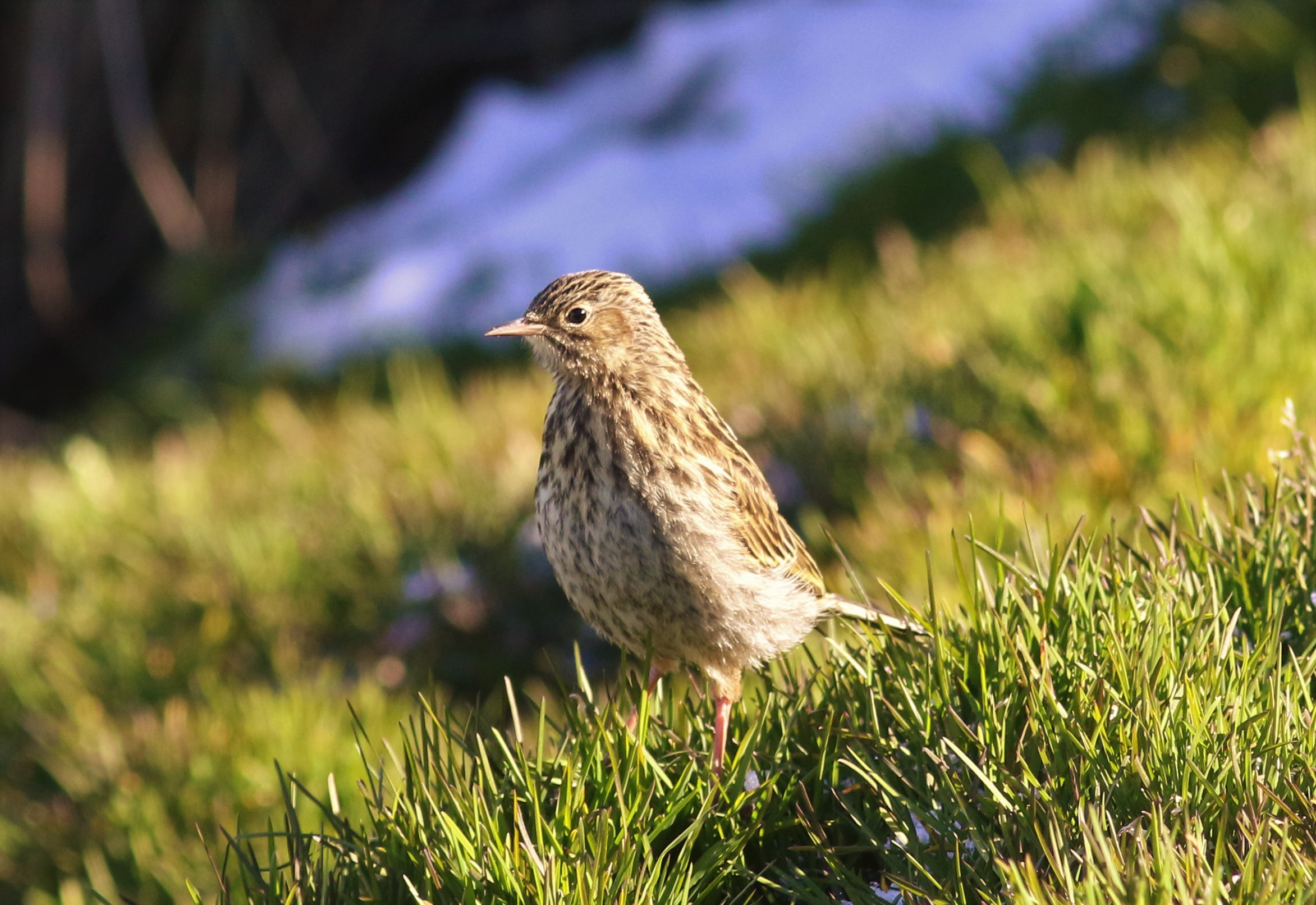 Details : South Georgia Pipit - BirdGuides