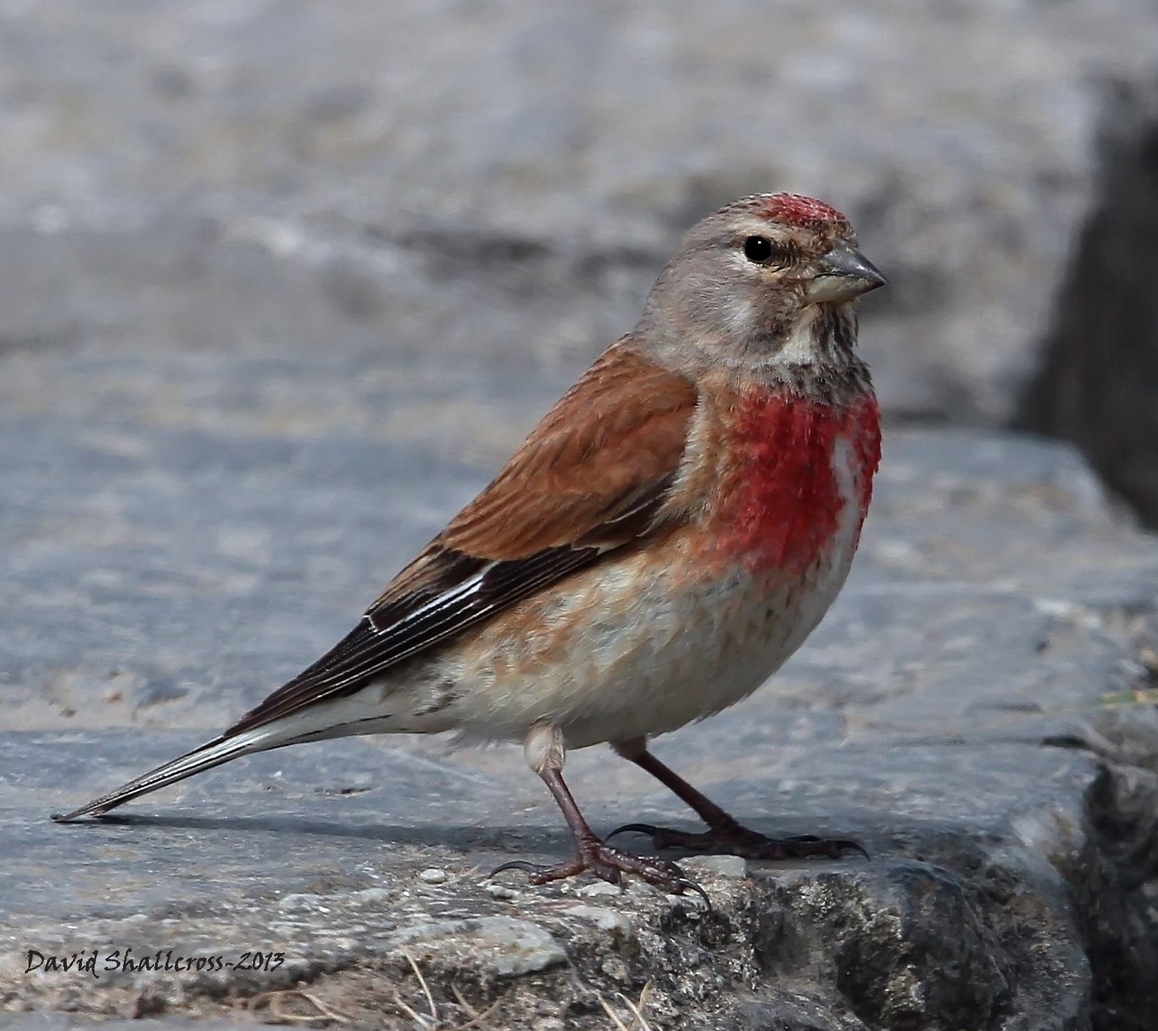 Details : Common Linnet - BirdGuides