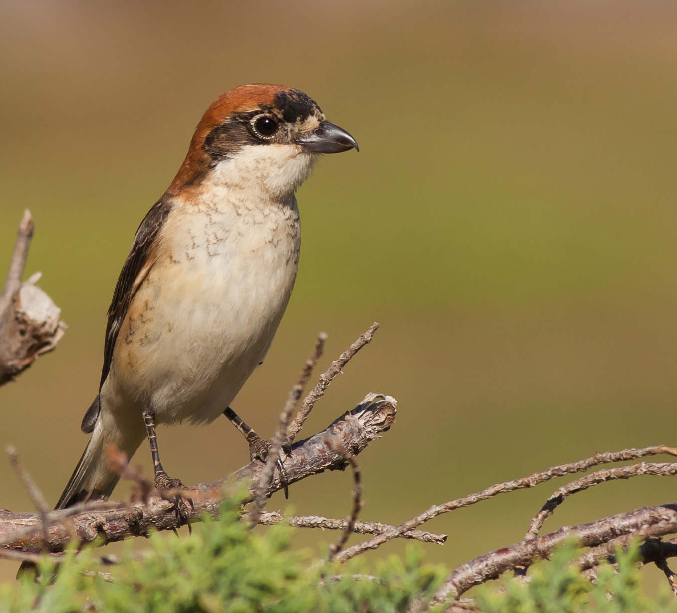 Migratory birds’ ticks can spread viral haemorrhagic fever - BirdGuides