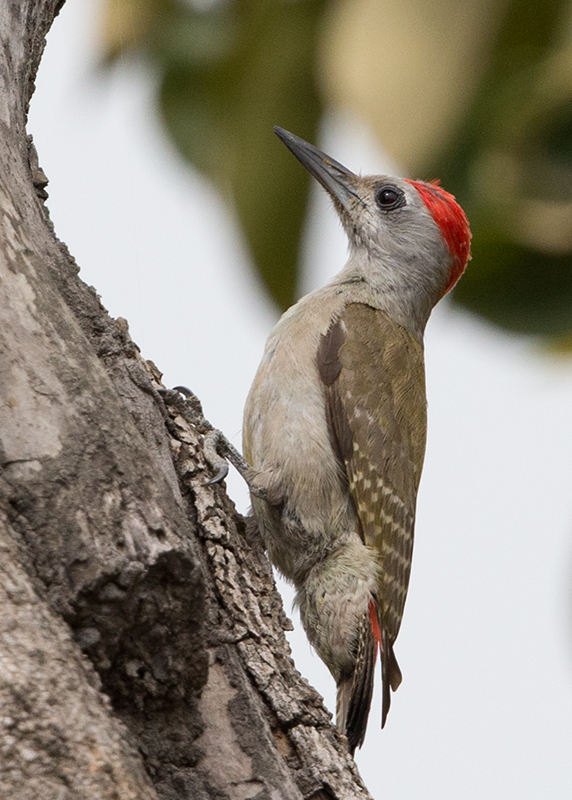 Details : African Grey Woodpecker - BirdGuides