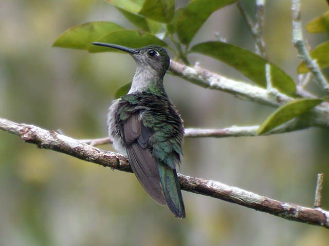 Details : Grey-breasted Sabrewing - BirdGuides