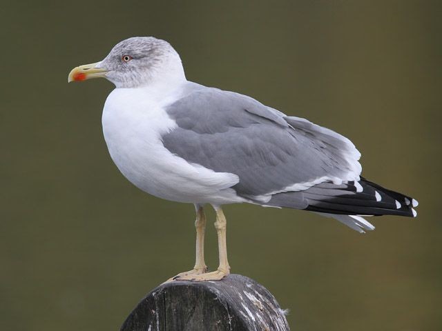 Details : Azores Gull - BirdGuides