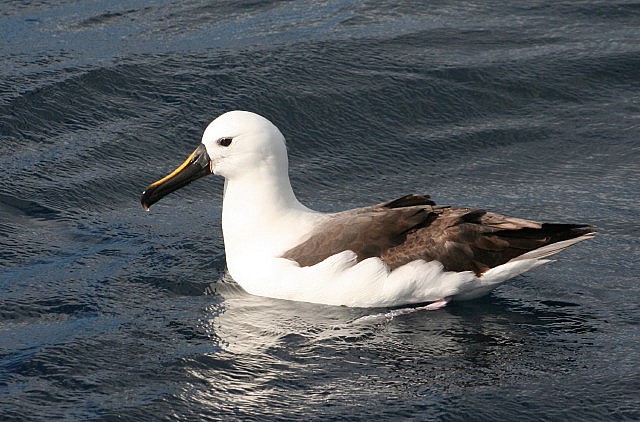Details : Atlantic Yellow-nosed Albatross - BirdGuides
