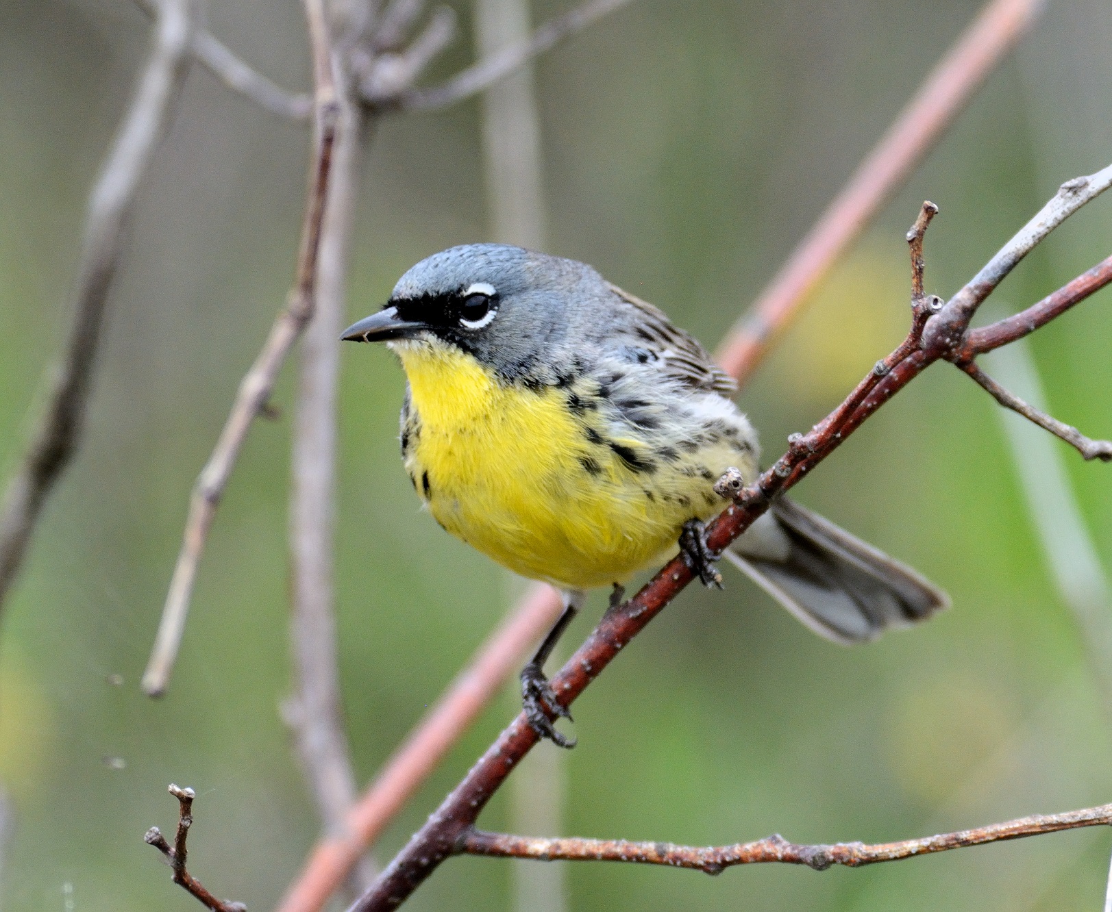 Details : Kirtland's Warbler - BirdGuides
