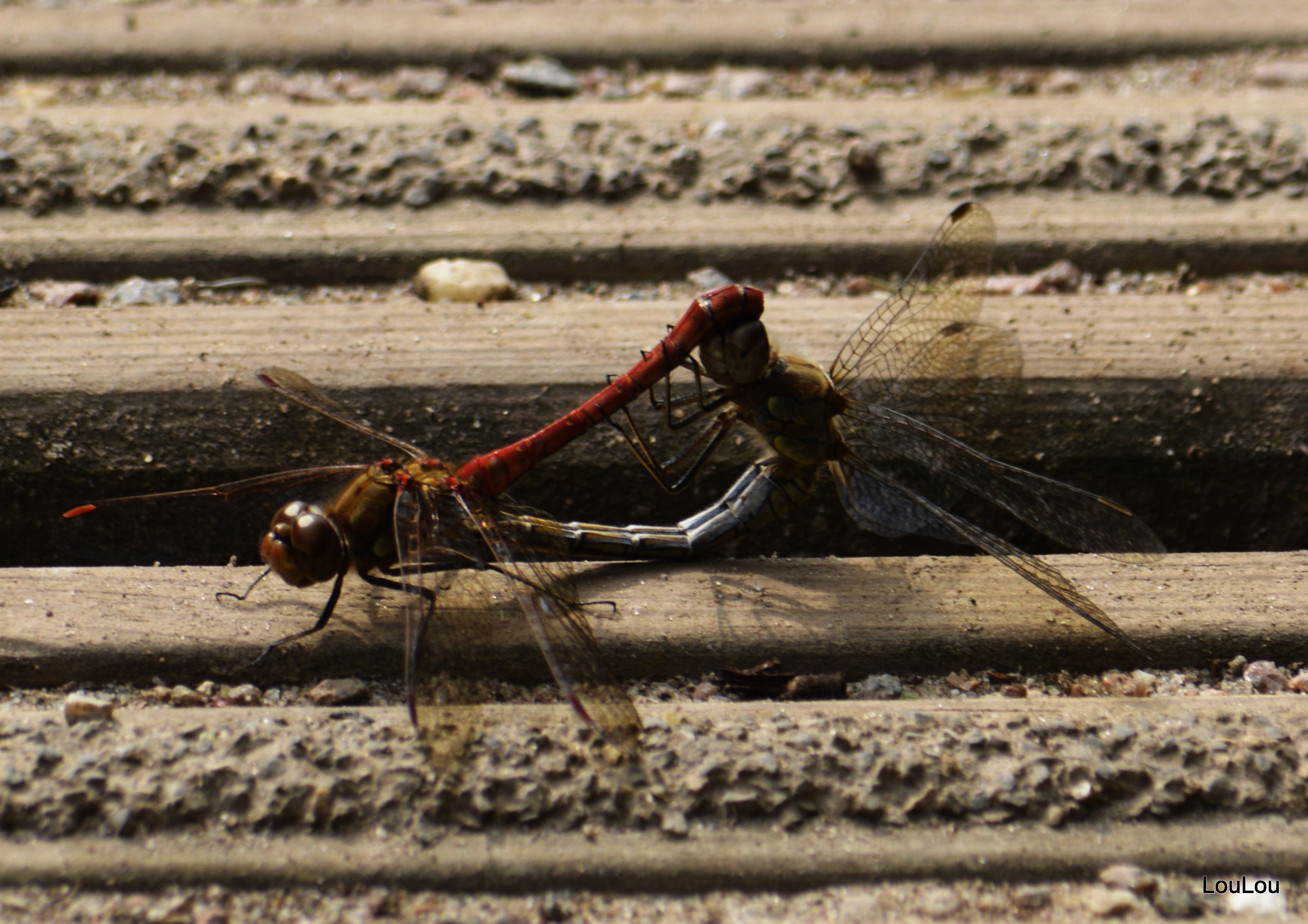 Ruddy Darter by Linda Bohea - BirdGuides