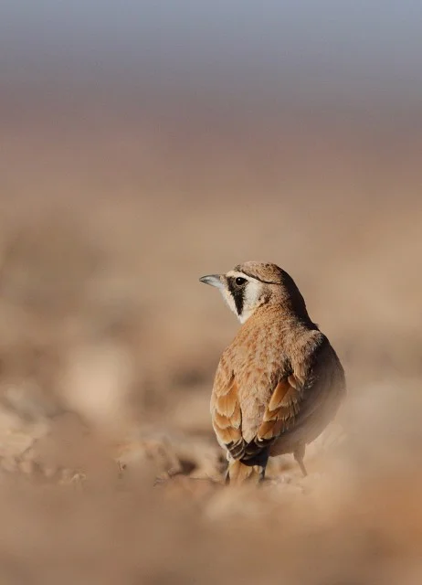 Details : Temminck's Lark - BirdGuides