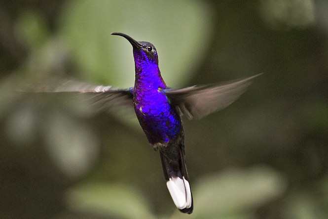 Details : Violet Sabrewing - BirdGuides