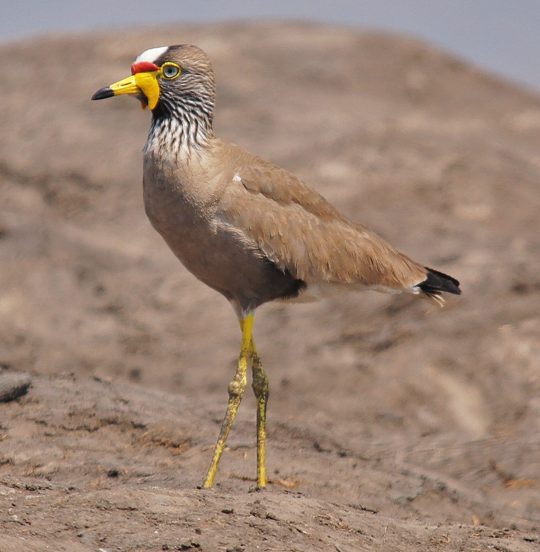 Details : African Wattled Lapwing - BirdGuides