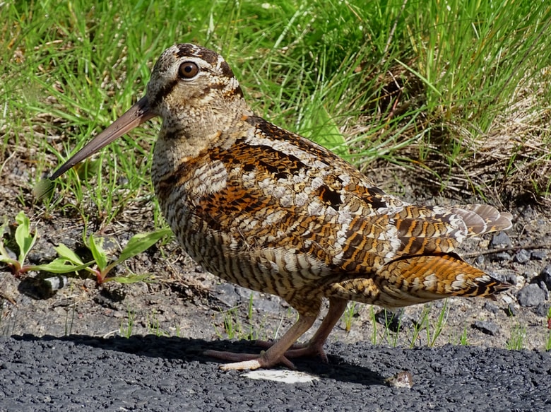 Eurasian Woodcock by James - BirdGuides
