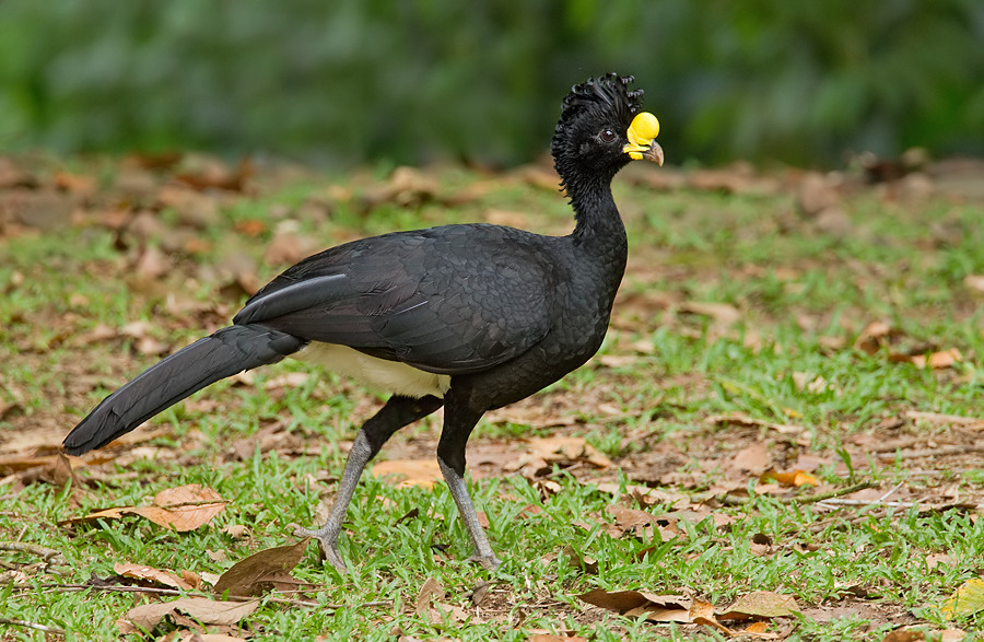Details : Great Curassow - BirdGuides