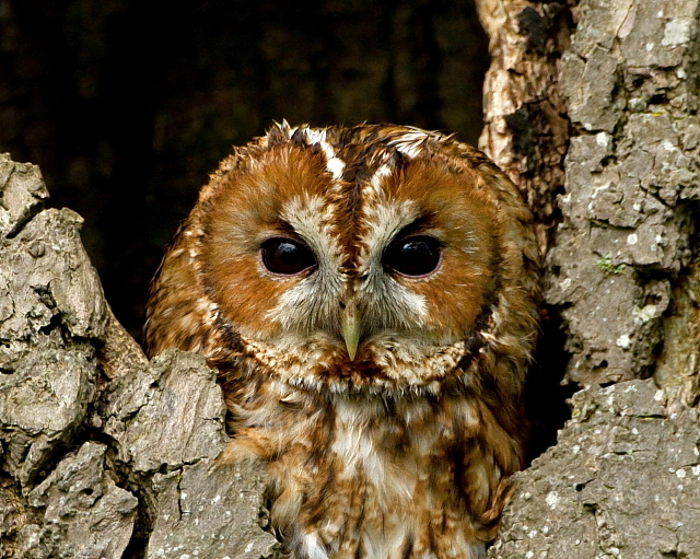 Details : Tawny Owl - BirdGuides