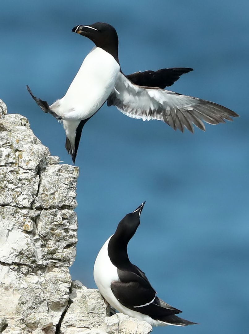 Alca torda islandica by John Gawthrope - BirdGuides