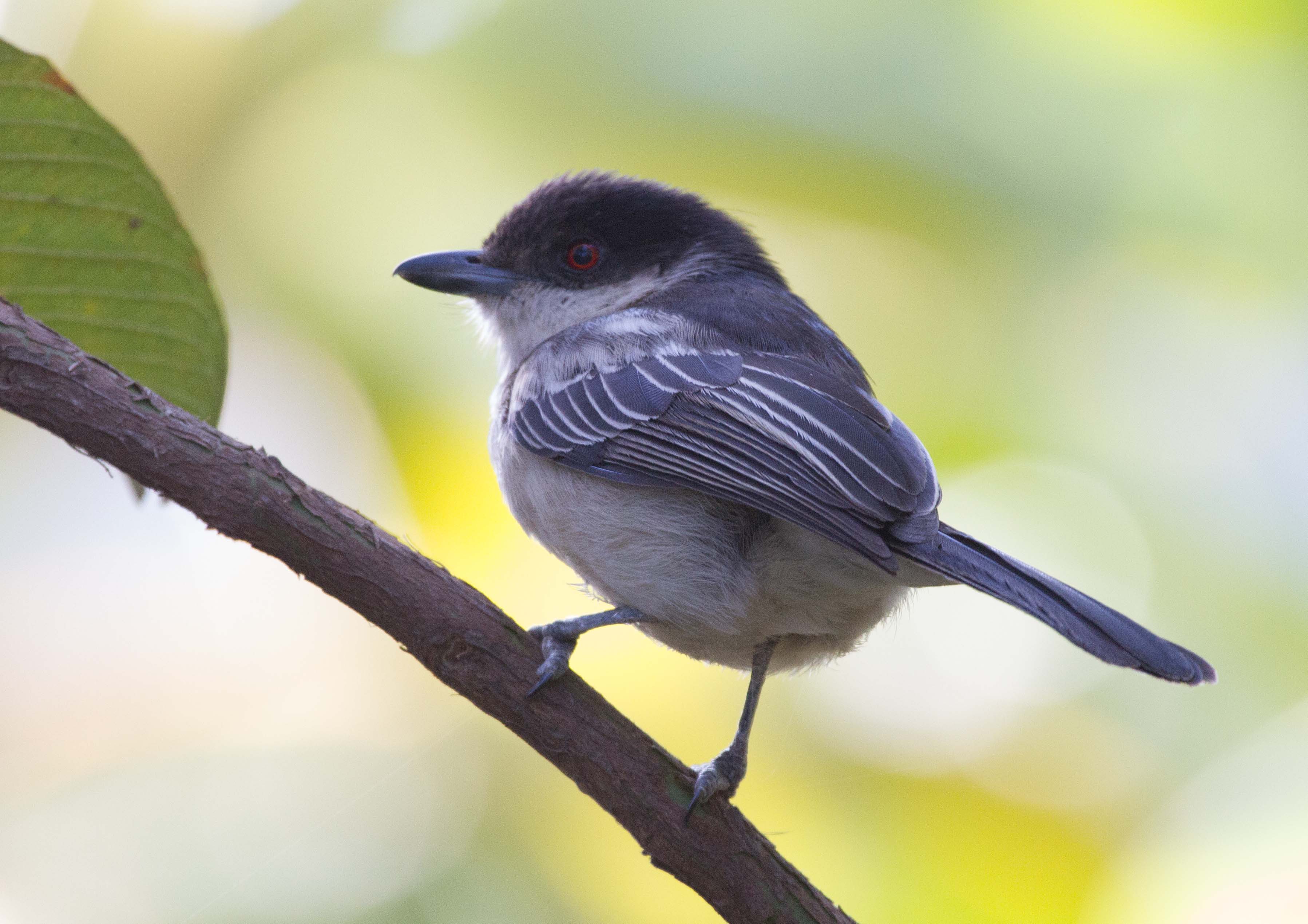 Details : Northern Puffback - BirdGuides