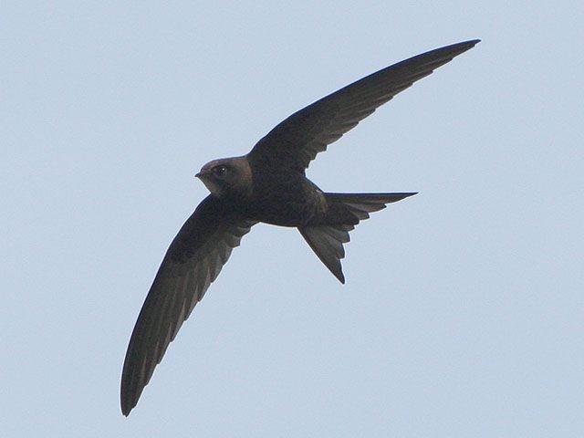 Details : Common Swift - BirdGuides