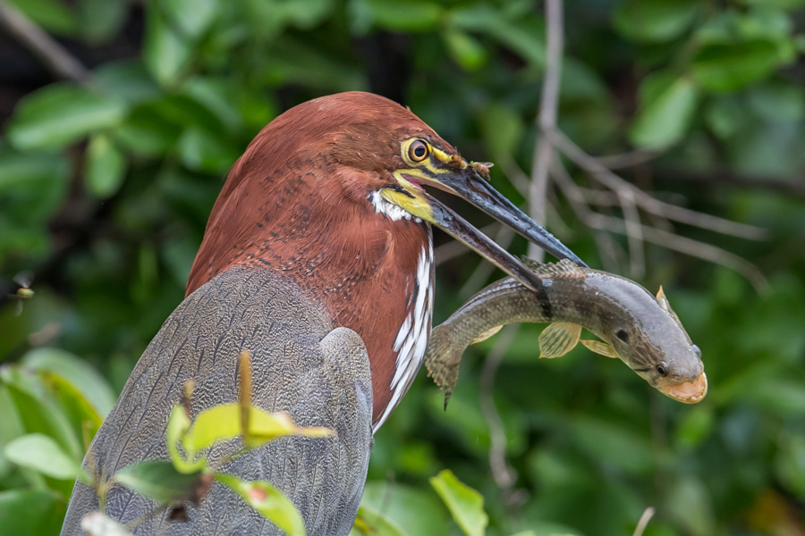 Details : Rufescent Tiger Heron - BirdGuides
