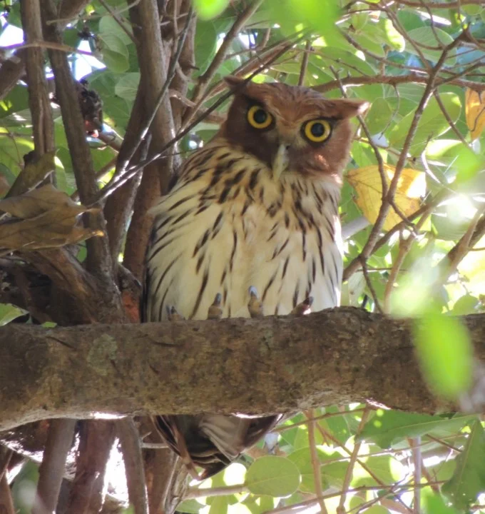 Details : Philippine Eagle-Owl - BirdGuides