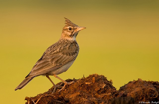Details : Crested Lark - BirdGuides