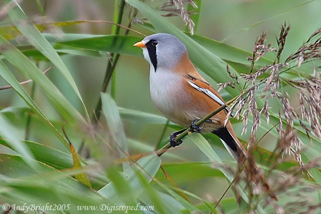 Details : Bearded Tit - BirdGuides