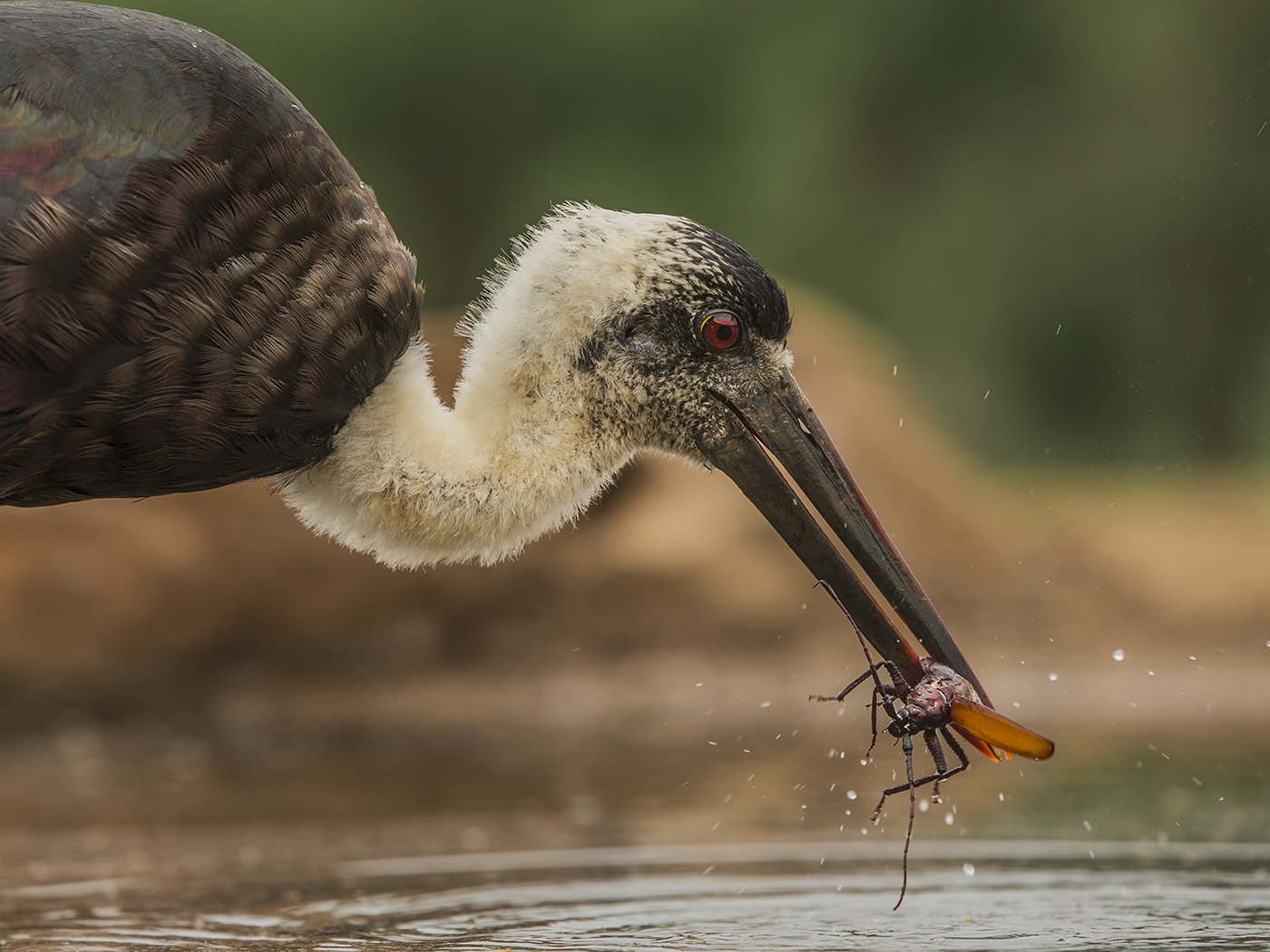 Details : Woolly-necked Stork - BirdGuides