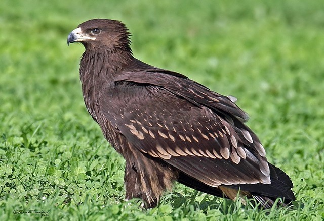Details : Greater Spotted Eagle - BirdGuides