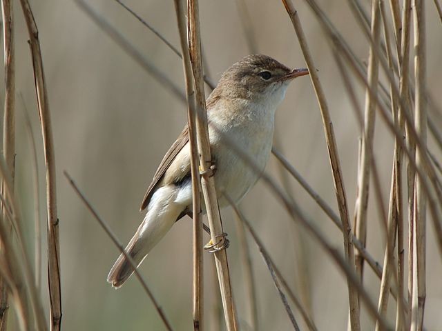 Details : Reed Warbler - BirdGuides