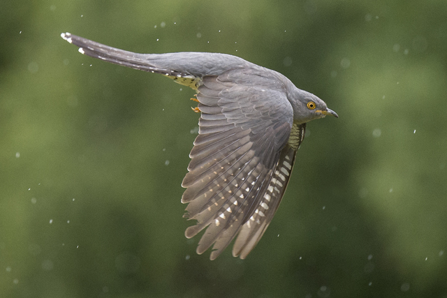 Details : Common Cuckoo - BirdGuides