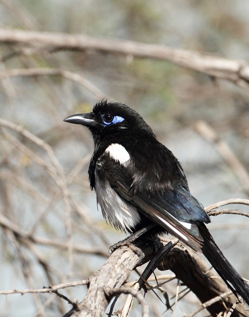 Details : Maghreb Magpie - BirdGuides