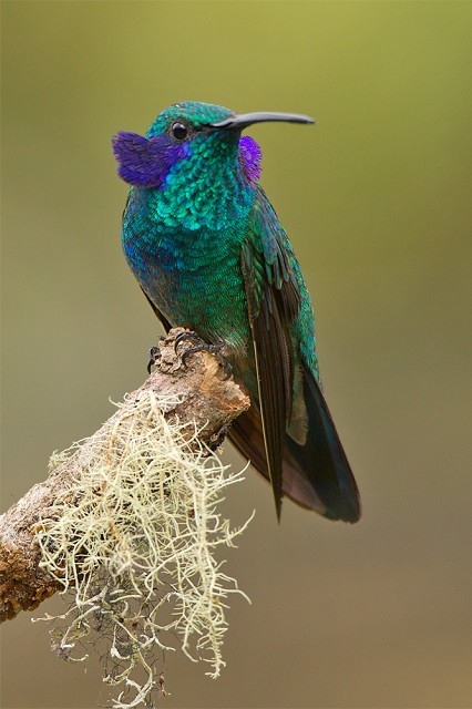 Details : Mexican Violetear - BirdGuides