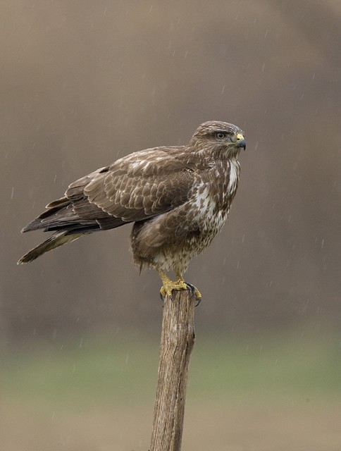 Details : Common Buzzard - BirdGuides