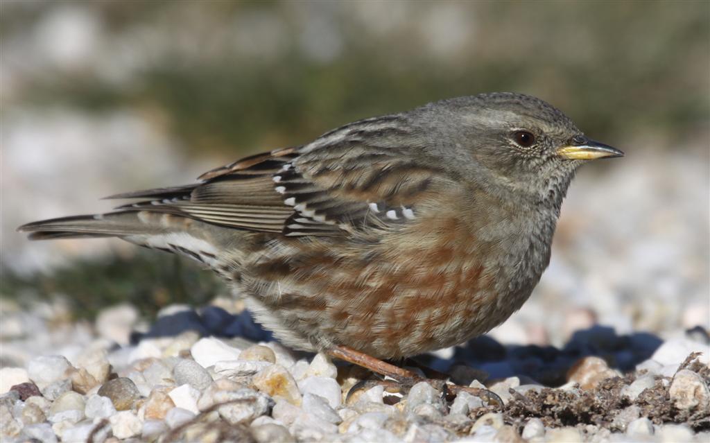Details : Alpine Accentor - BirdGuides