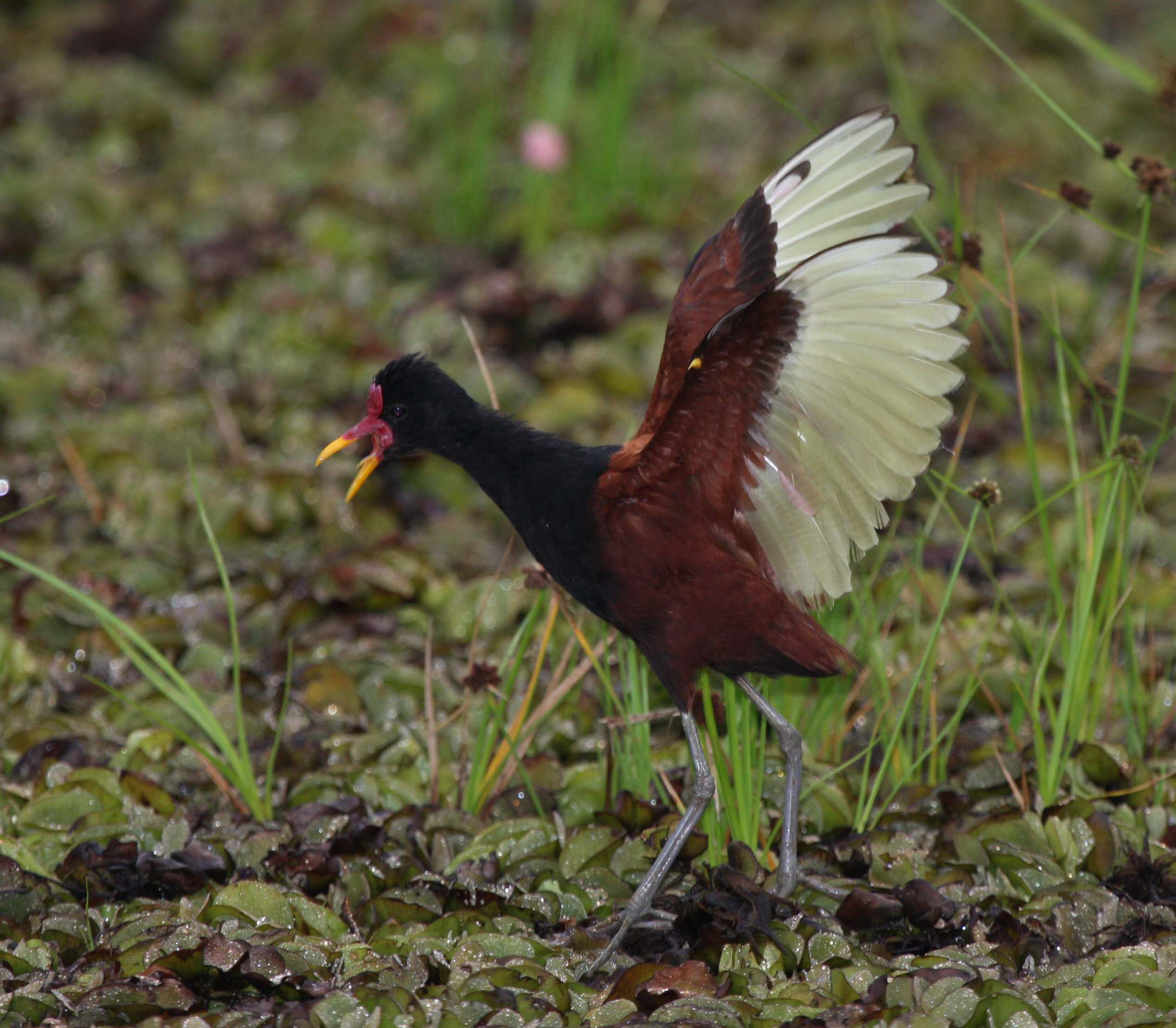 Details : Wattled Jacana - BirdGuides