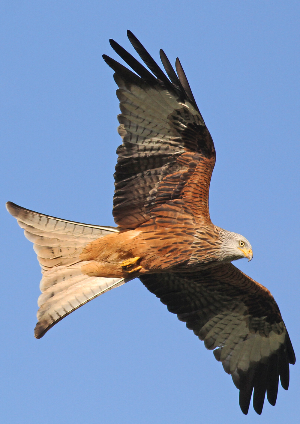 Red Kite by Skip - BirdGuides