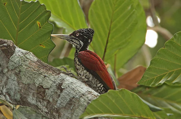 Details : Crimson-backed Flameback - BirdGuides
