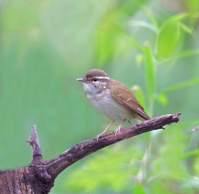 Details : Pale-legged Leaf Warbler - BirdGuides