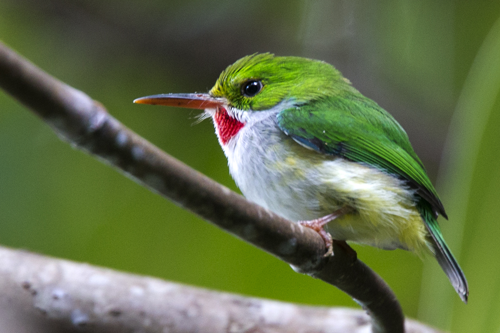 Details : Puerto Rican Tody - BirdGuides