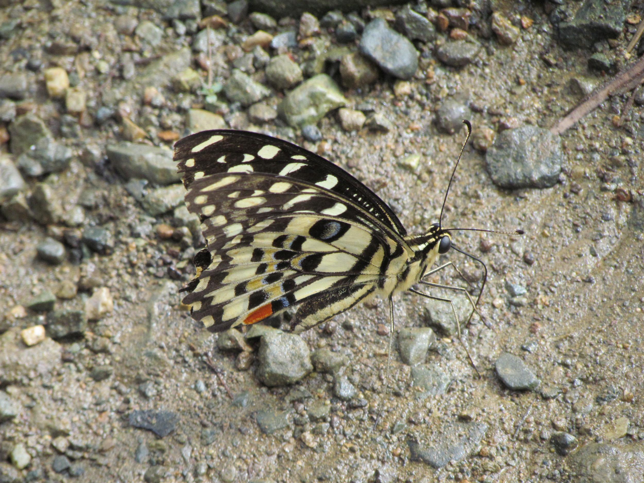 Details : Lime Swallowtail - BirdGuides