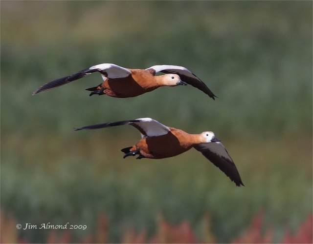 Details : Ruddy Shelduck - BirdGuides