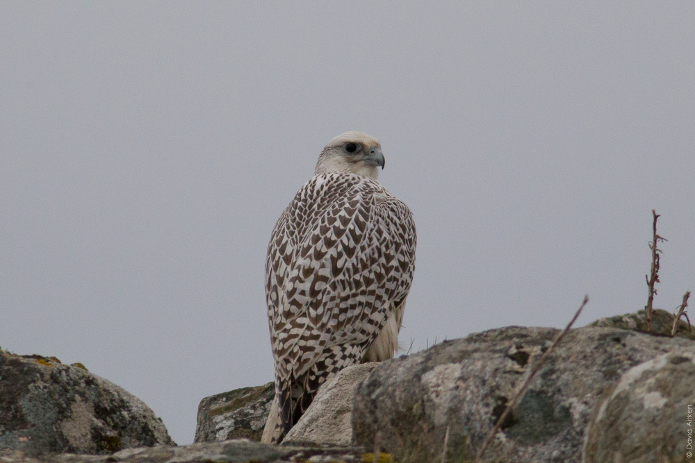 Details : Gyr Falcon - BirdGuides