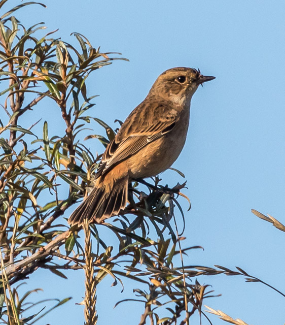 Details : Stejneger's Stonechat - BirdGuides