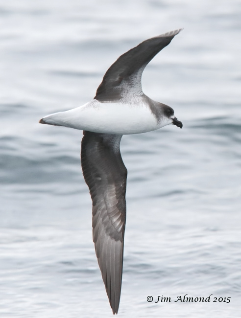 Details : Fea's Petrel - BirdGuides