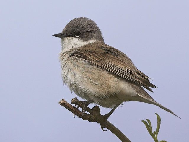 Details : Lesser Whitethroat - BirdGuides